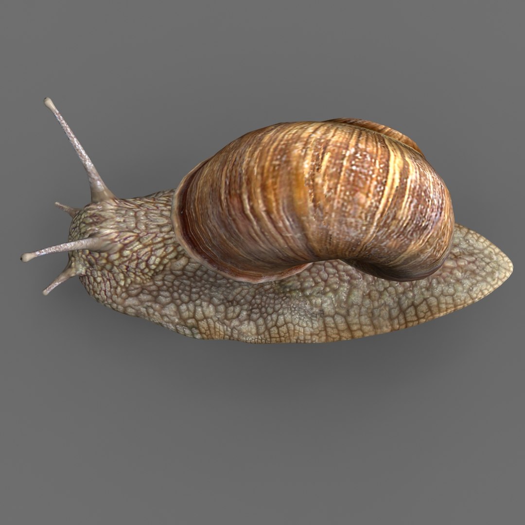 Snail Shell 3d Model