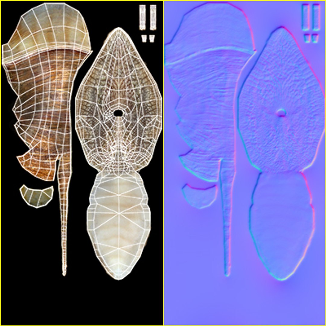 Snail Shell 3d Model