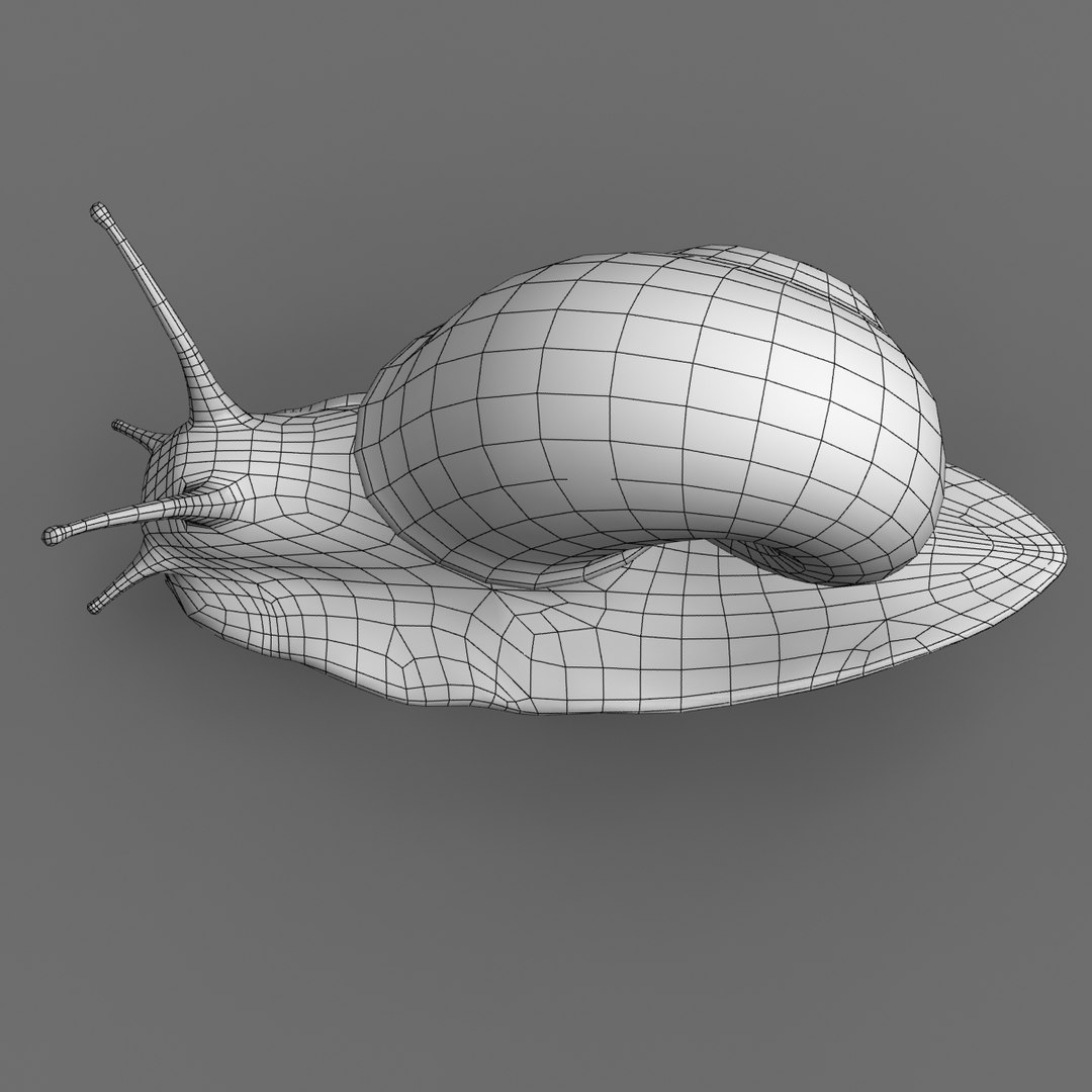 Snail Shell 3d Model