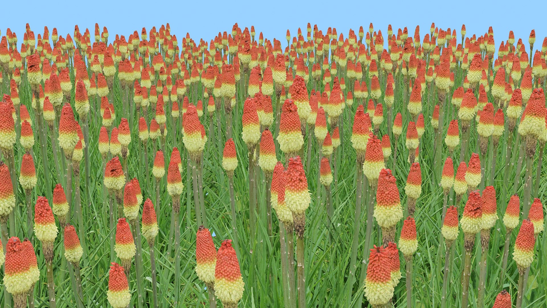 Tropical Plants Scan 8k 3D - TurboSquid 1626307