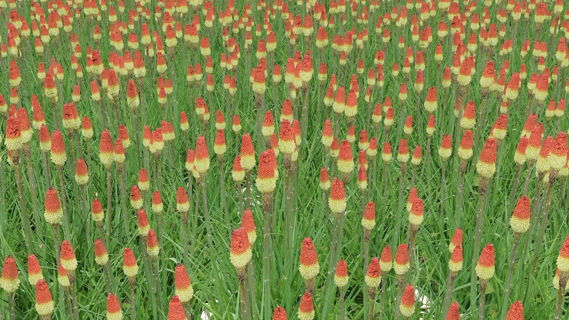 Tropical Plants Scan 8k 3D - TurboSquid 1626307