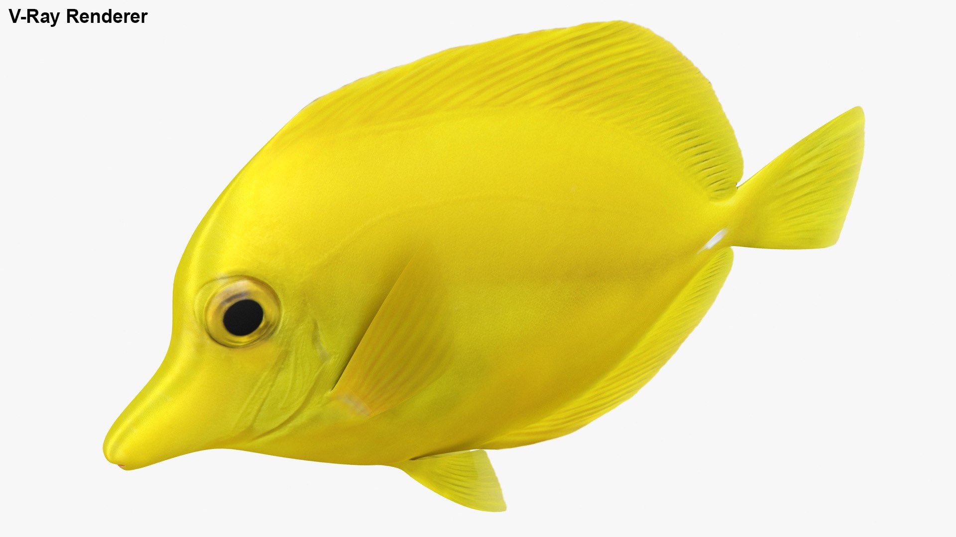 3D Yellow Tang Rigged - TurboSquid 1506909