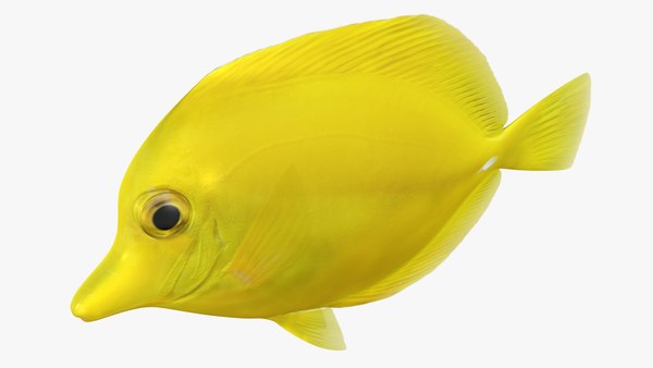 3D yellow tang rigged - TurboSquid 1506909