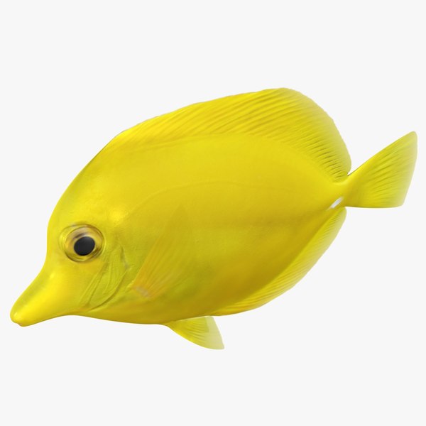 Yellow tang animation bones 3D - TurboSquid 1506905