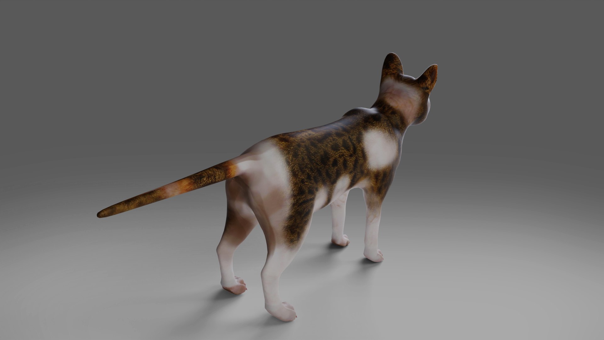 Calico Cat No Rigged V3 Model - TurboSquid 1984969