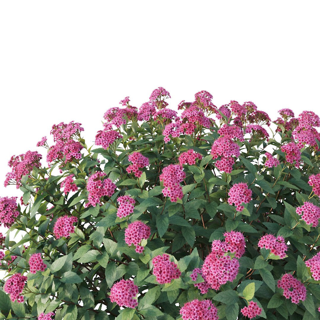 Spirea Shrub Bush 3D Model - TurboSquid 1326190