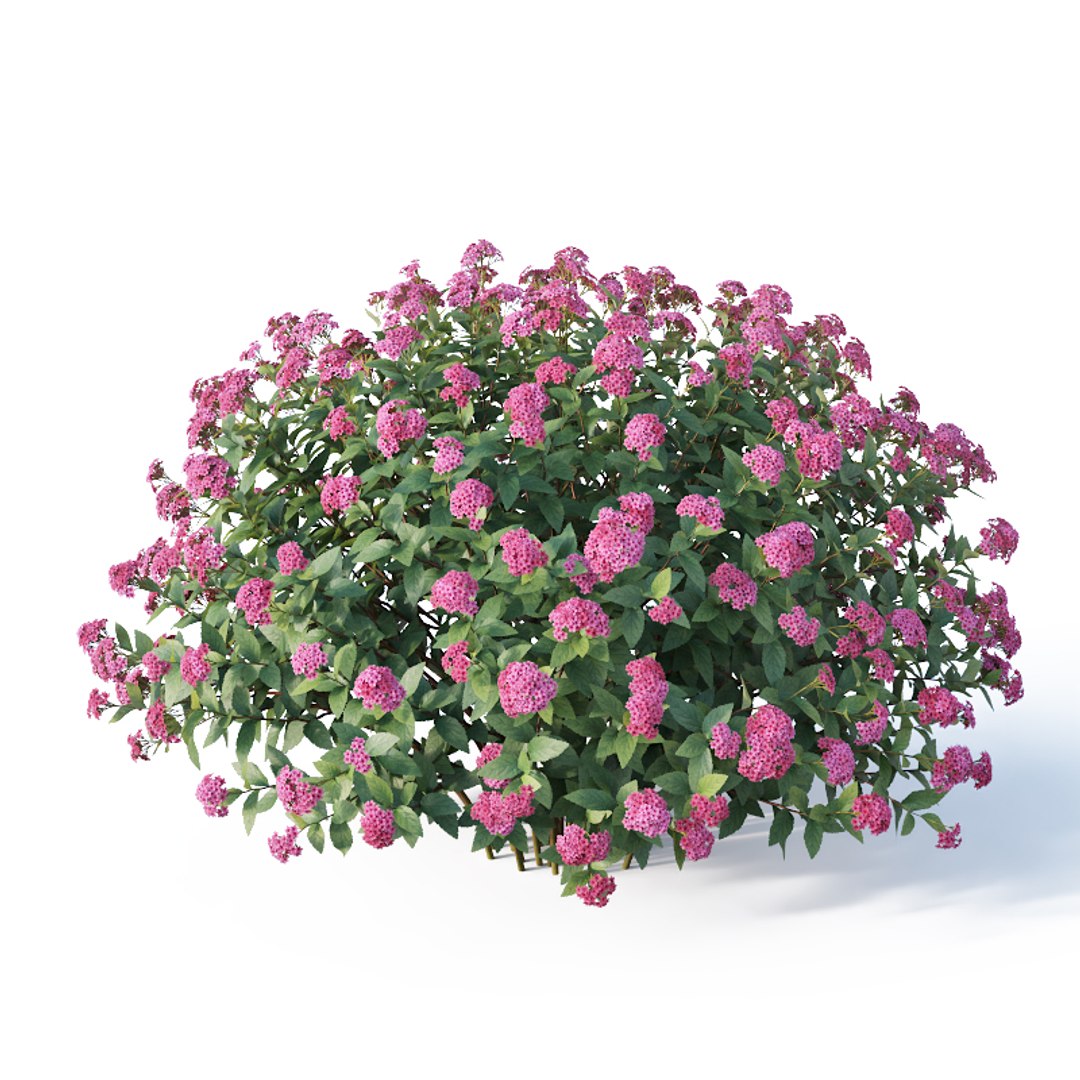 Spirea Shrub Bush 3D Model - TurboSquid 1326190