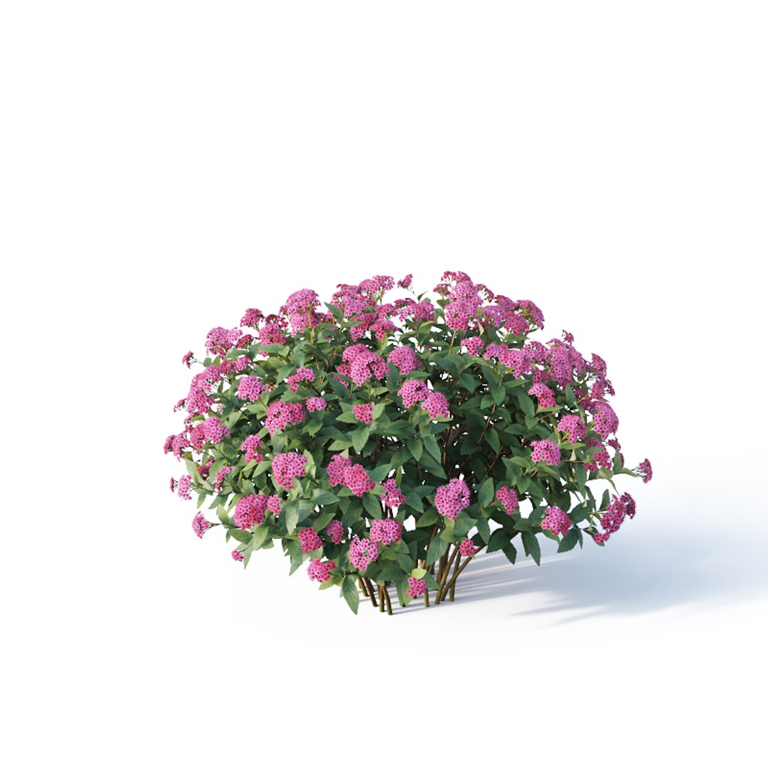 Spirea Shrub Bush 3D Model - TurboSquid 1326190