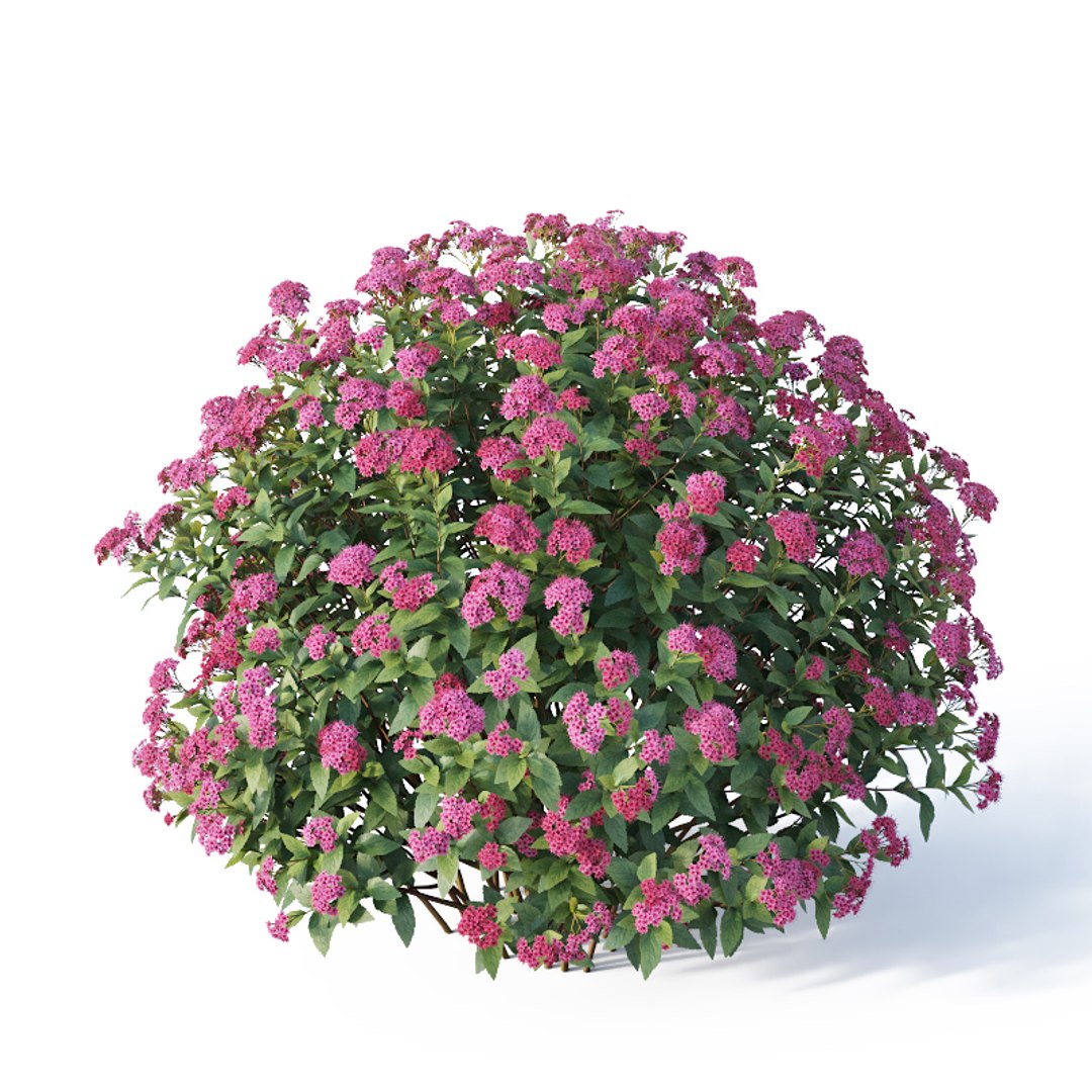 Spirea Shrub Bush 3D Model - TurboSquid 1326190