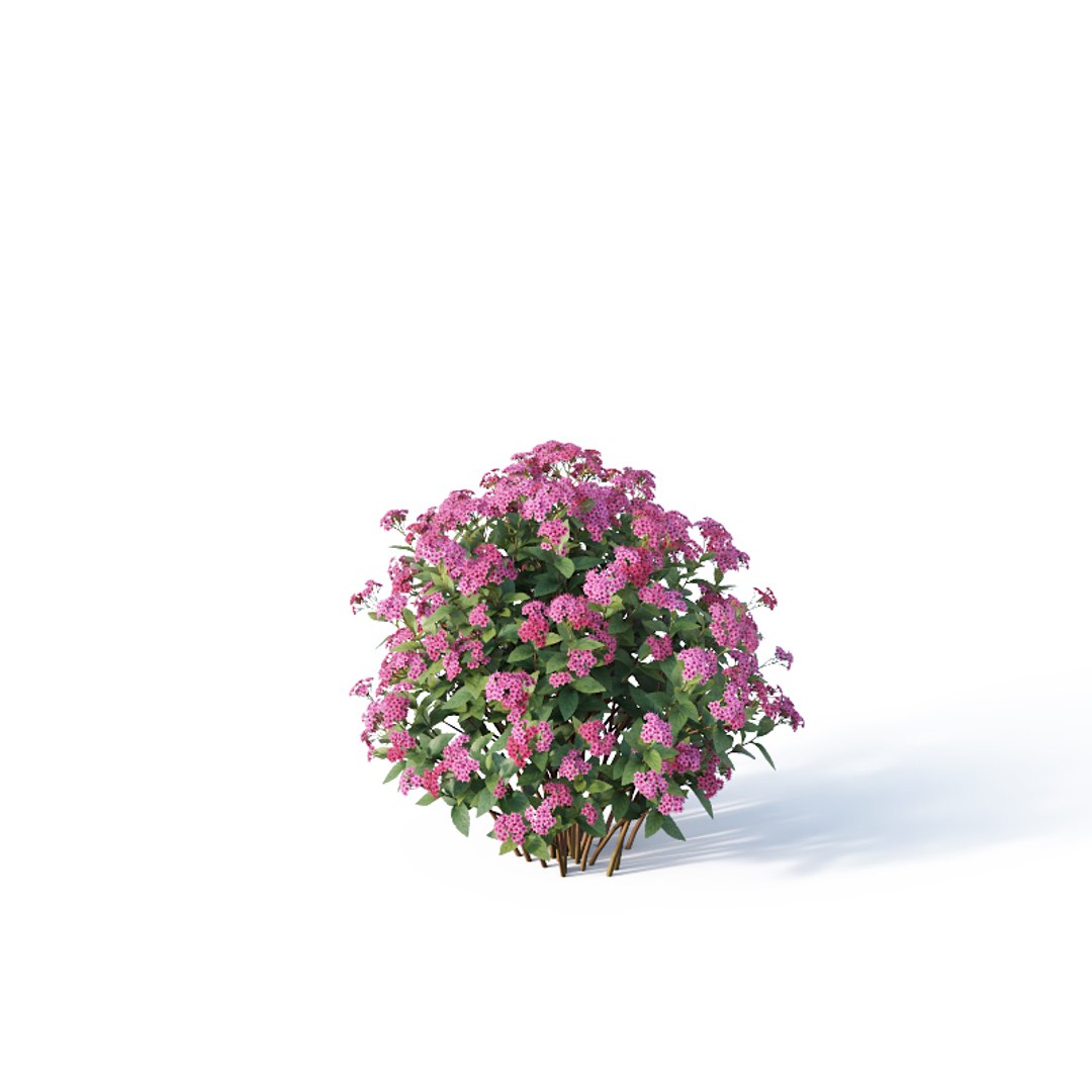 Spirea Shrub Bush 3D Model - TurboSquid 1326190