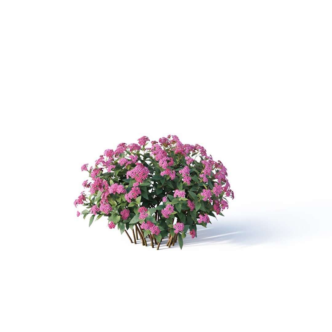 Spirea Shrub Bush 3D Model - TurboSquid 1326190