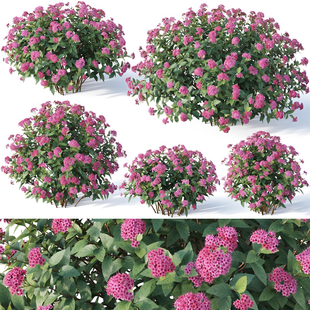 Spirea Shrub Bush 3D Model - TurboSquid 1326190