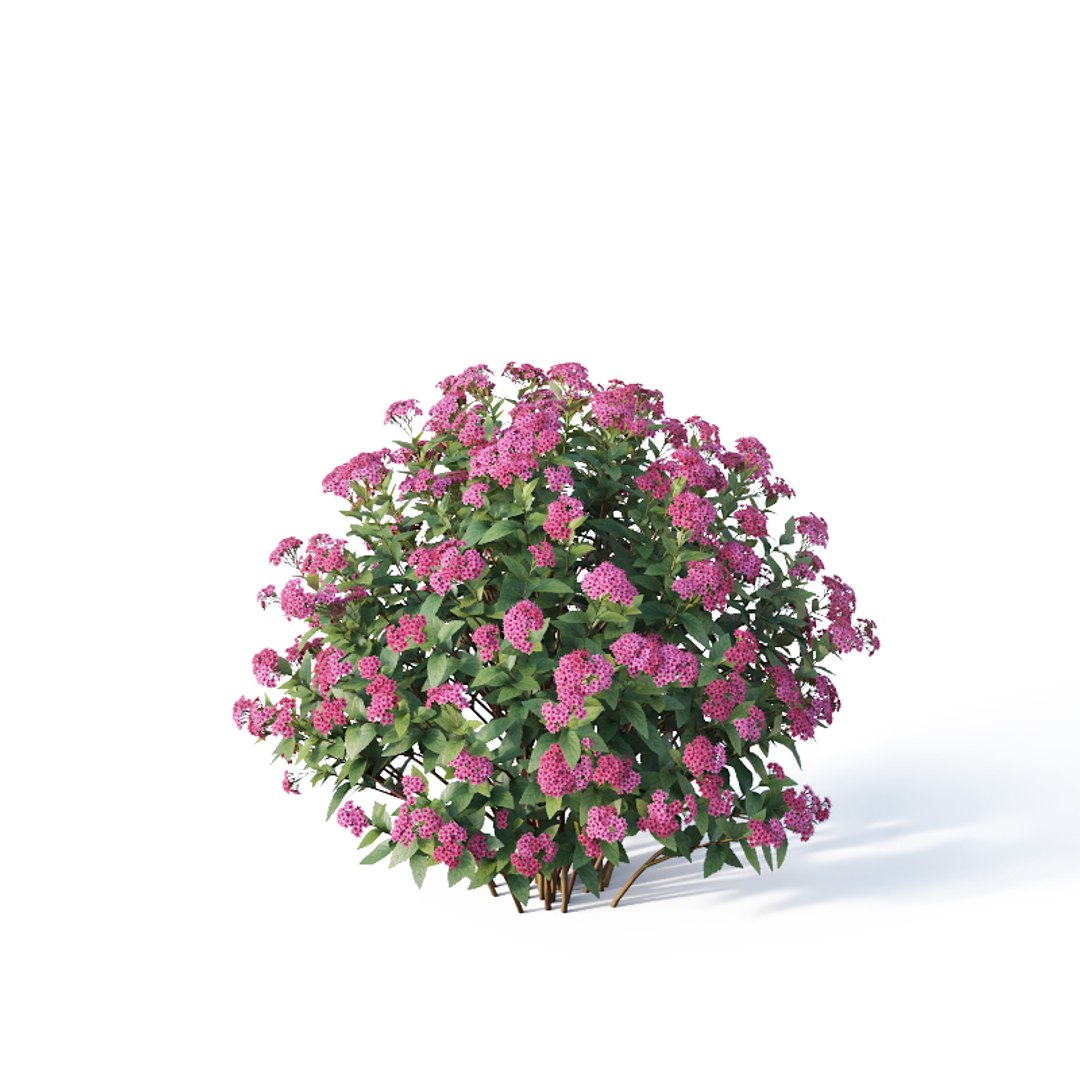 Spirea Shrub Bush 3D Model - TurboSquid 1326190