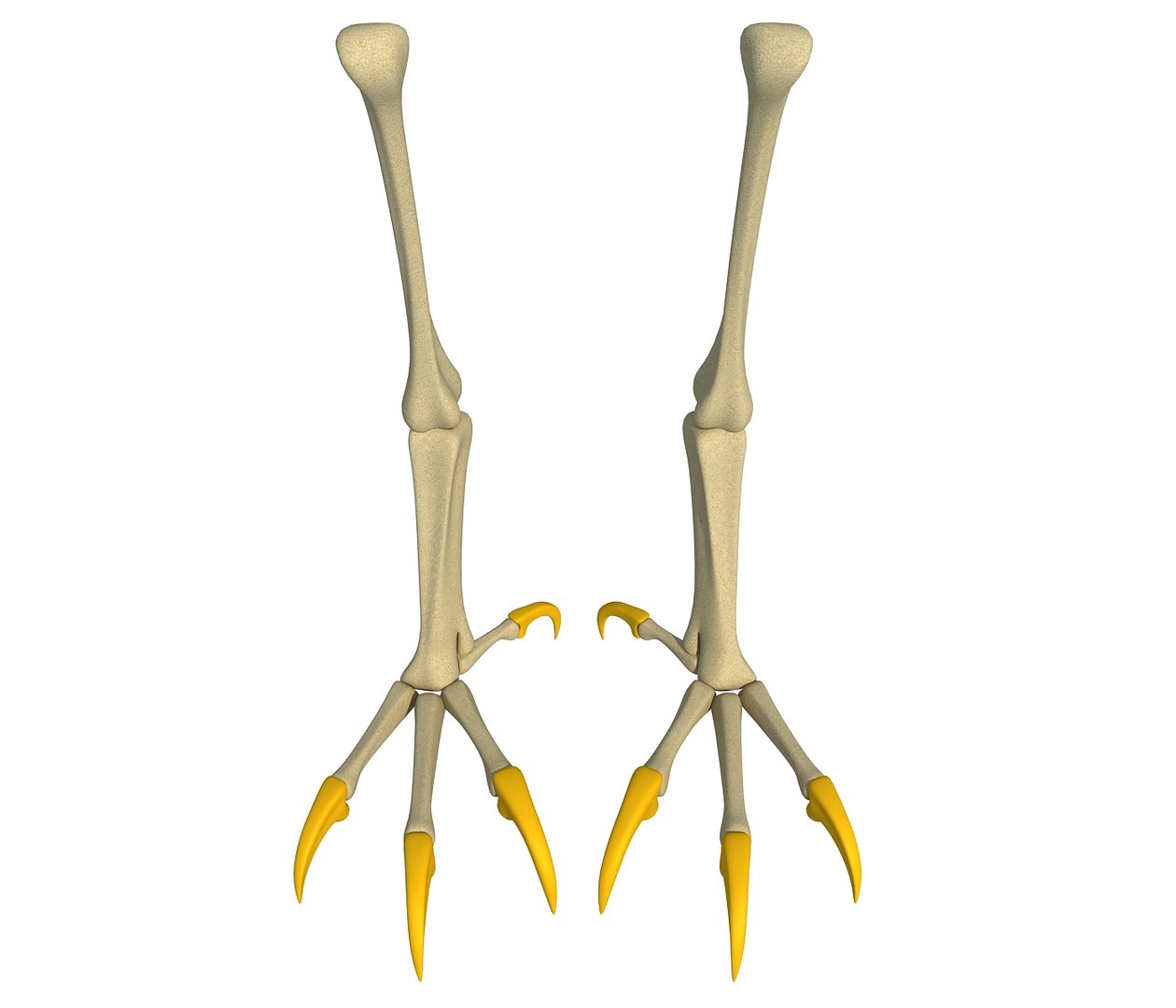 3D Bald Eagle Claws Skeleton - TurboSquid 1178000