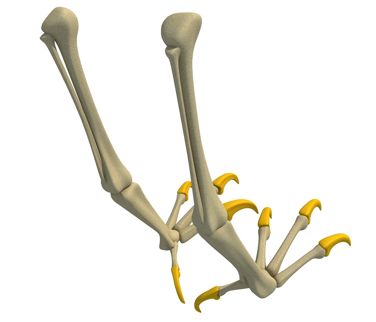 3D Bald Eagle Claws Skeleton - TurboSquid 1178000