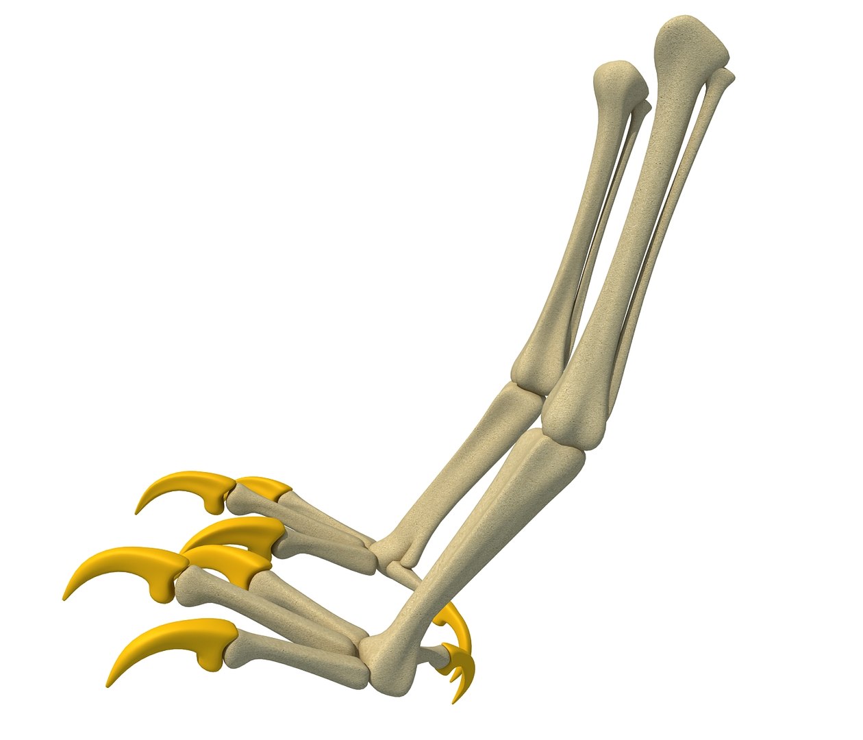 3D Bald Eagle Claws Skeleton - TurboSquid 1178000