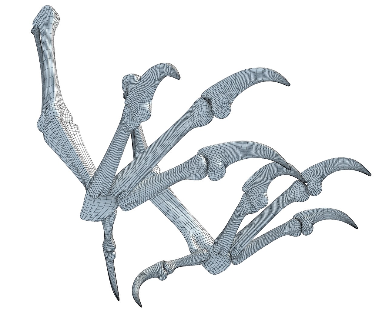 3D Bald Eagle Claws Skeleton - TurboSquid 1178000