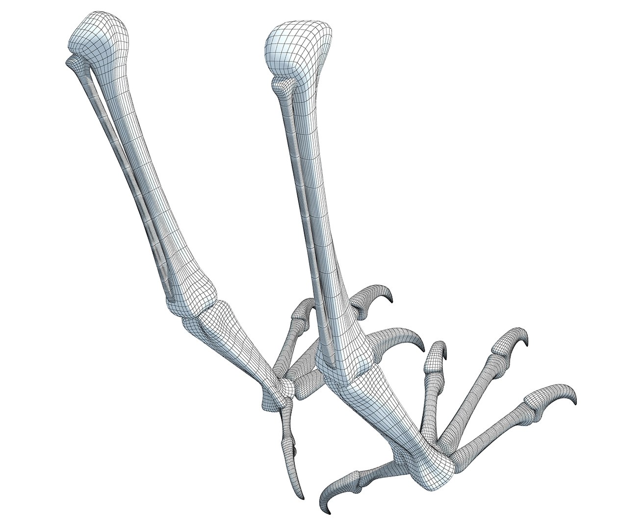 3D Bald Eagle Claws Skeleton - TurboSquid 1178000