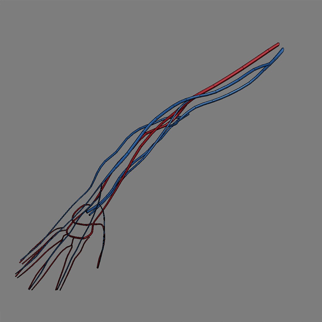 Max Human Male Arm Anatomy