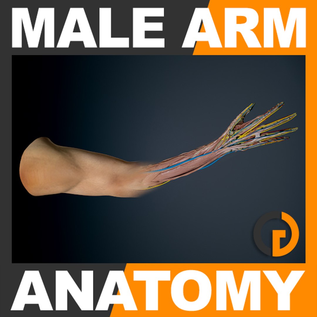 Max Human Male Arm Anatomy