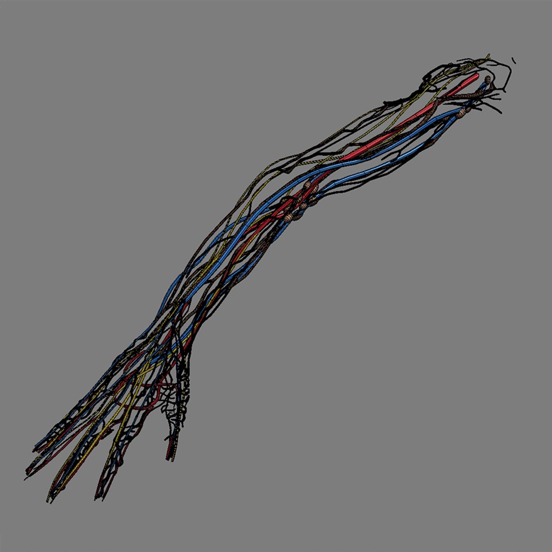 Max Human Male Arm Anatomy