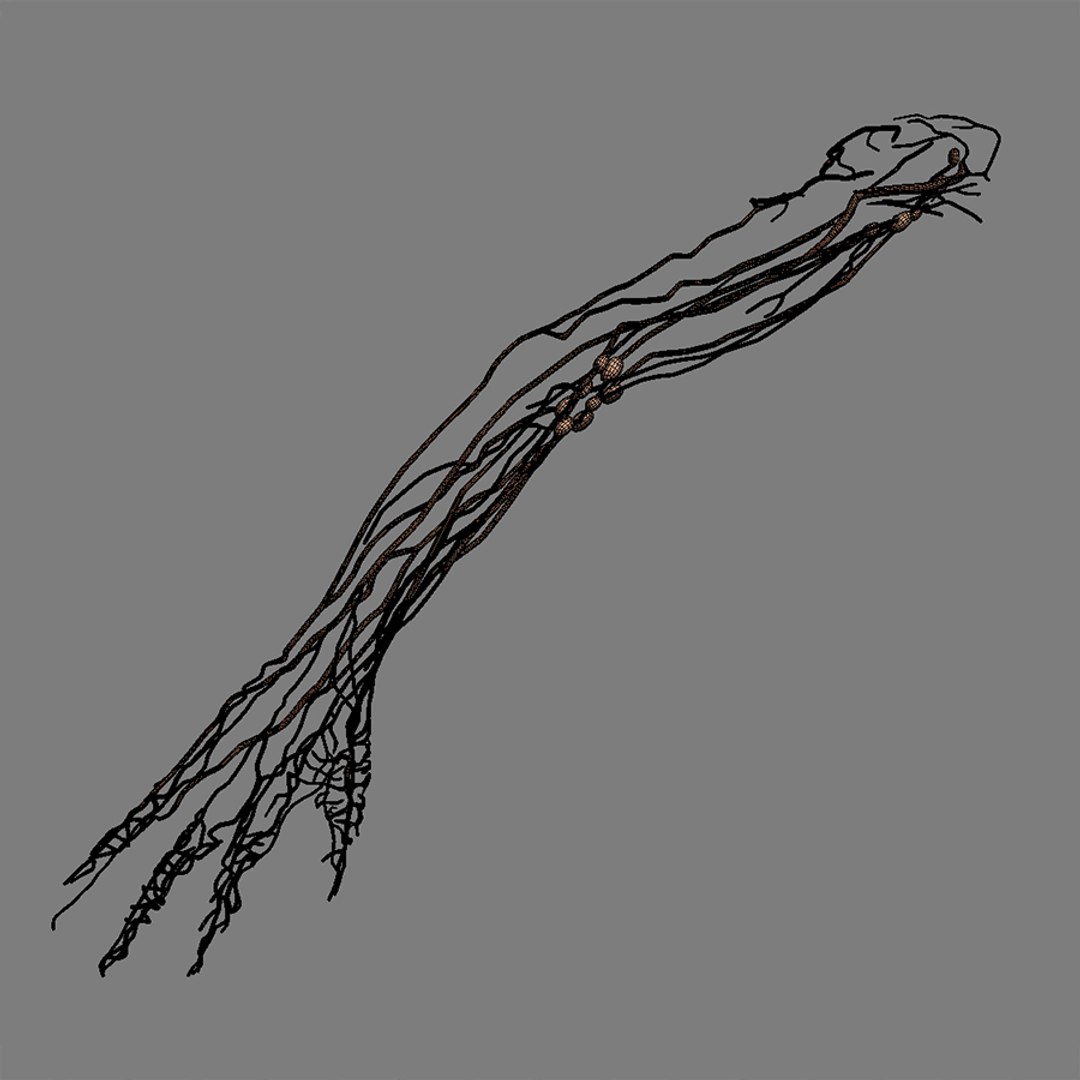 Max Human Male Arm Anatomy