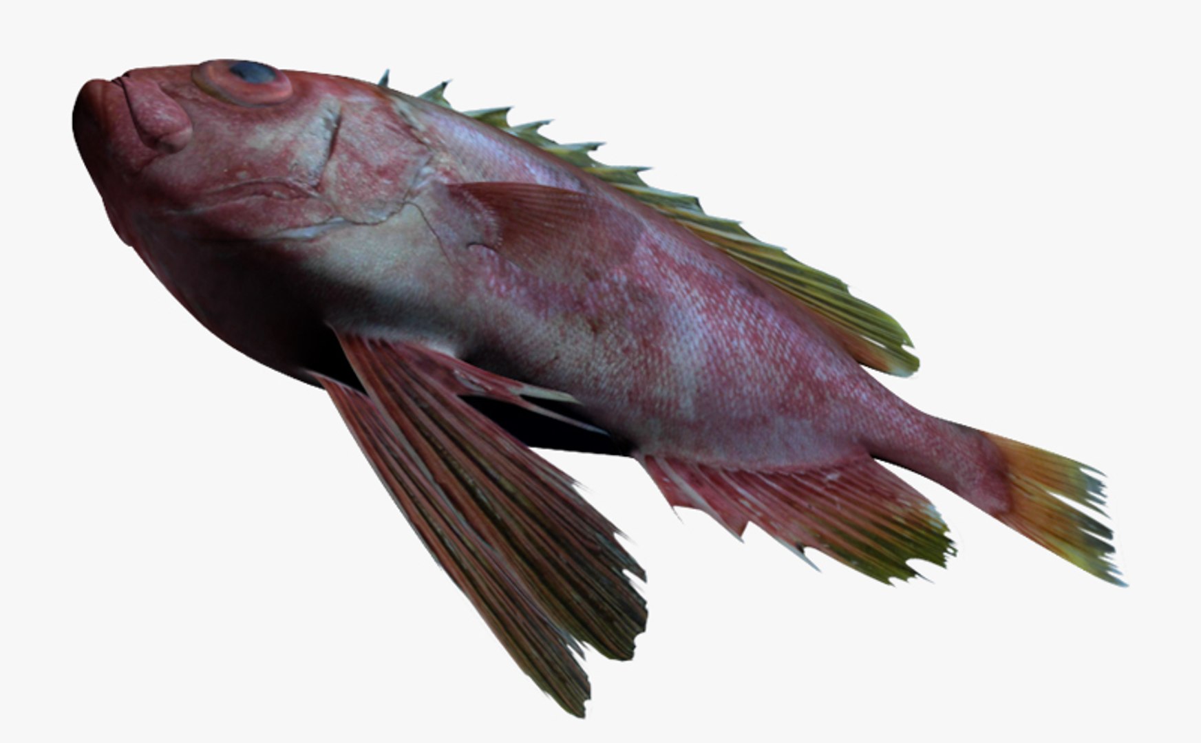 Saltwater Fish Collection 18 3D Model - TurboSquid 1837111