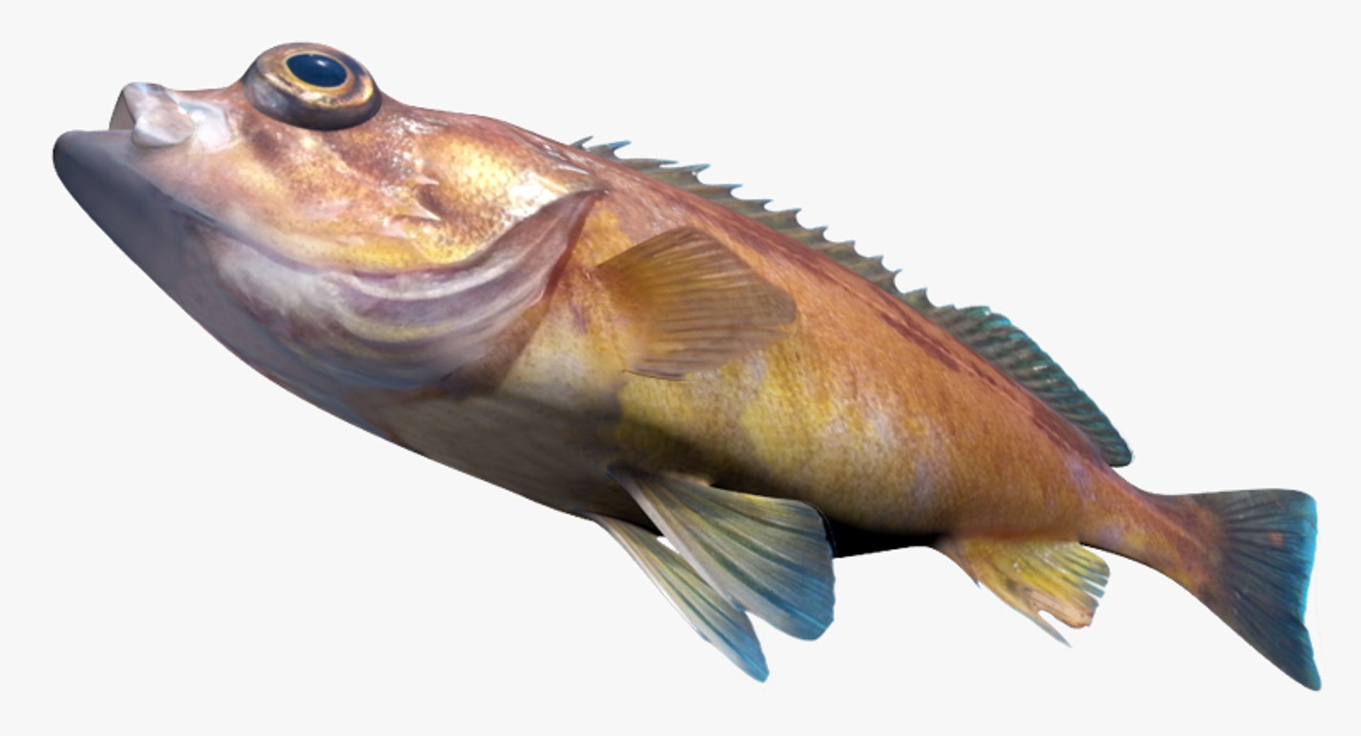 Saltwater Fish Collection 18 3D Model - TurboSquid 1837111