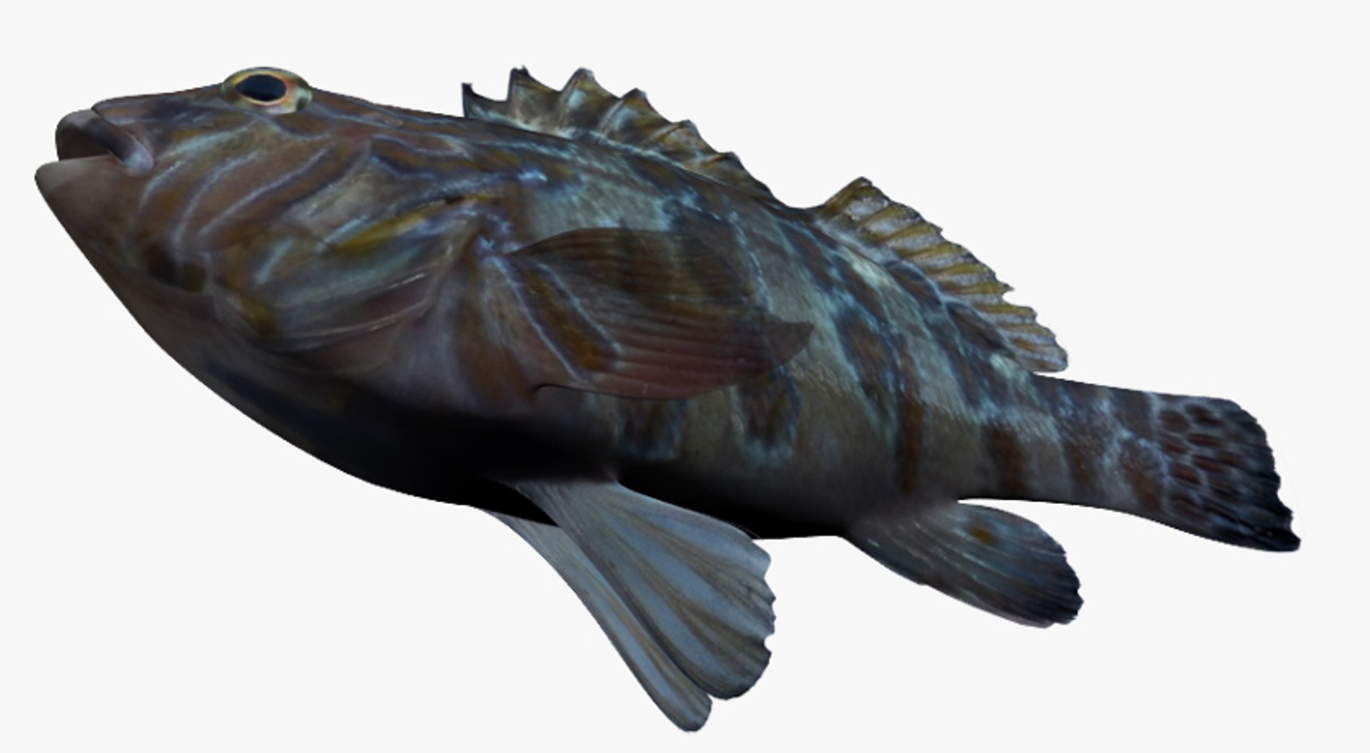 Saltwater Fish Collection 18 3D Model - TurboSquid 1837111