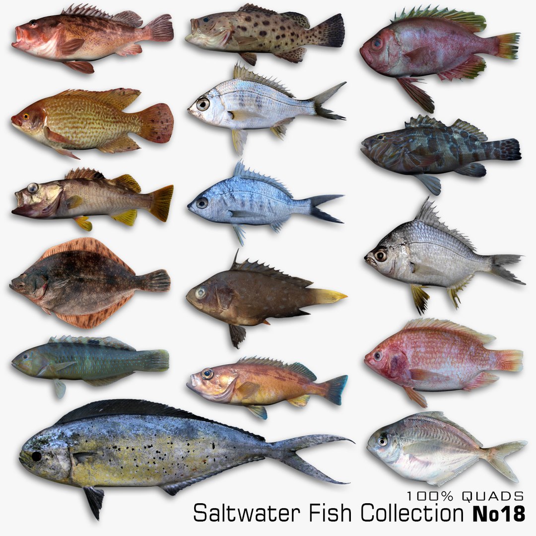 Saltwater Fish Collection 18 3D Model - TurboSquid 1837111