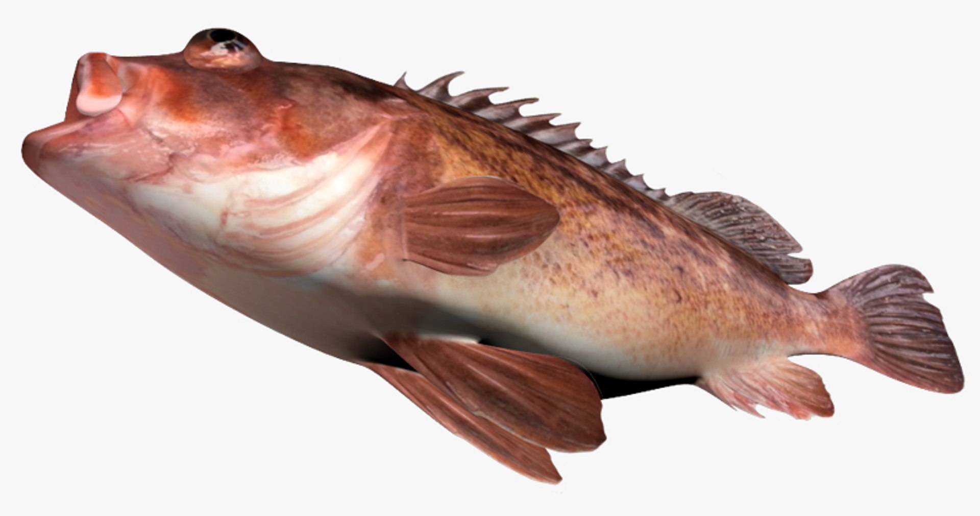 Saltwater Fish Collection 18 3D Model - TurboSquid 1837111