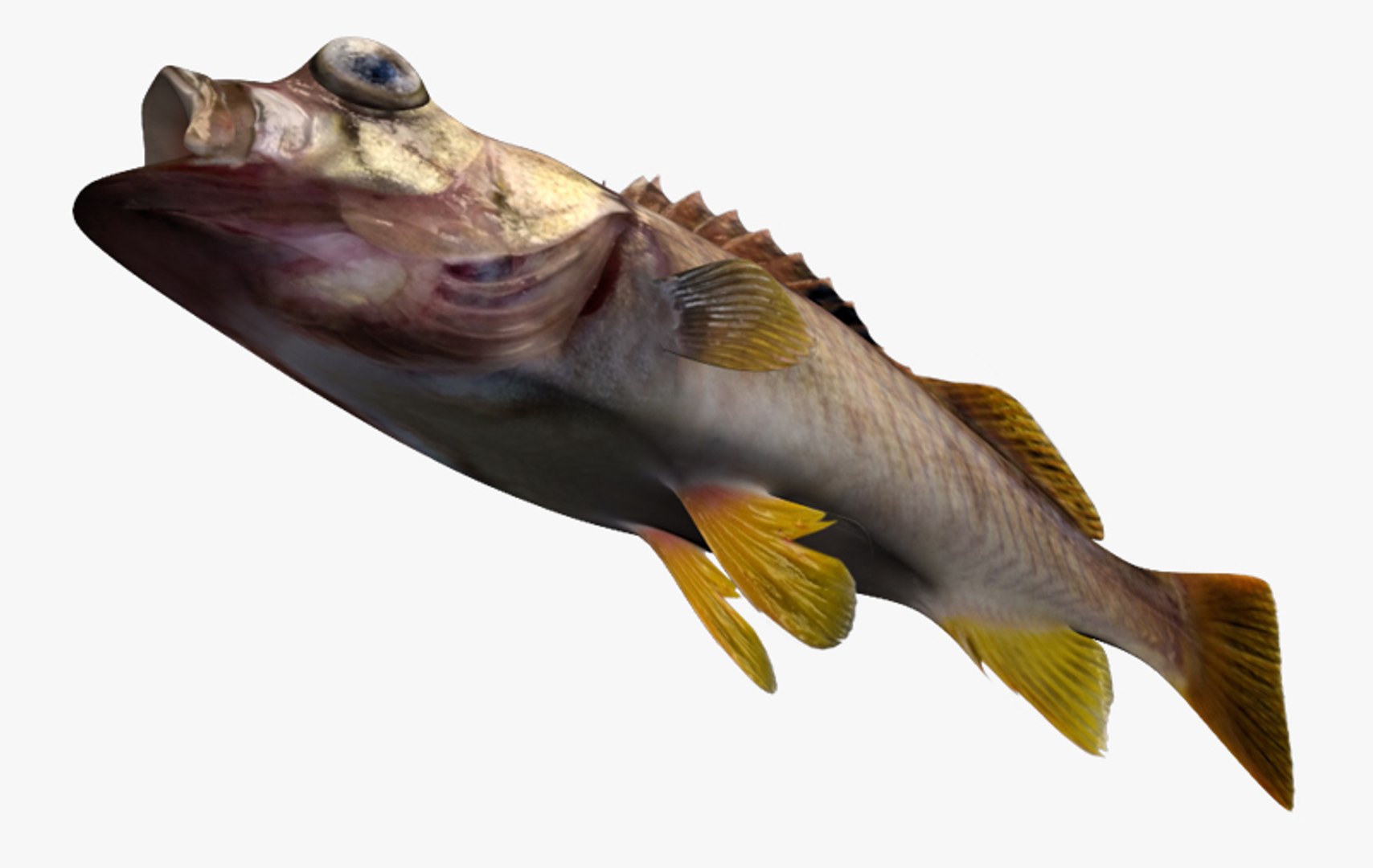 Saltwater Fish Collection 18 3D model - TurboSquid 1837111