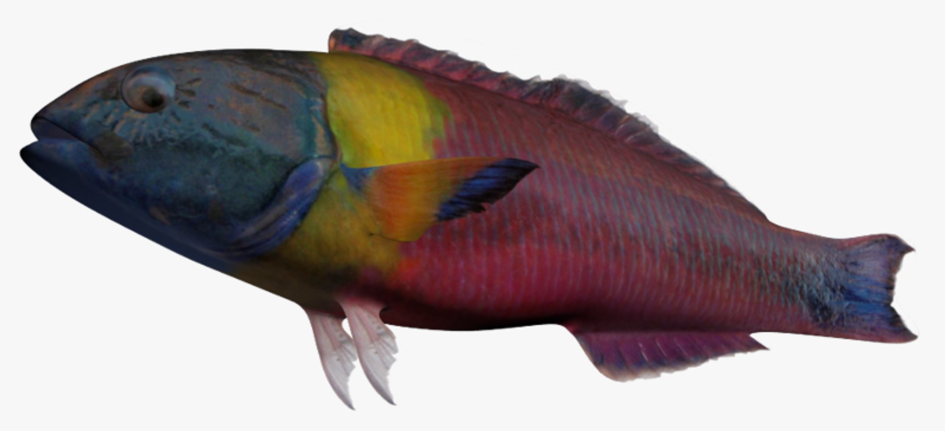 Saltwater Fish Collection 11 Model - TurboSquid 1834047