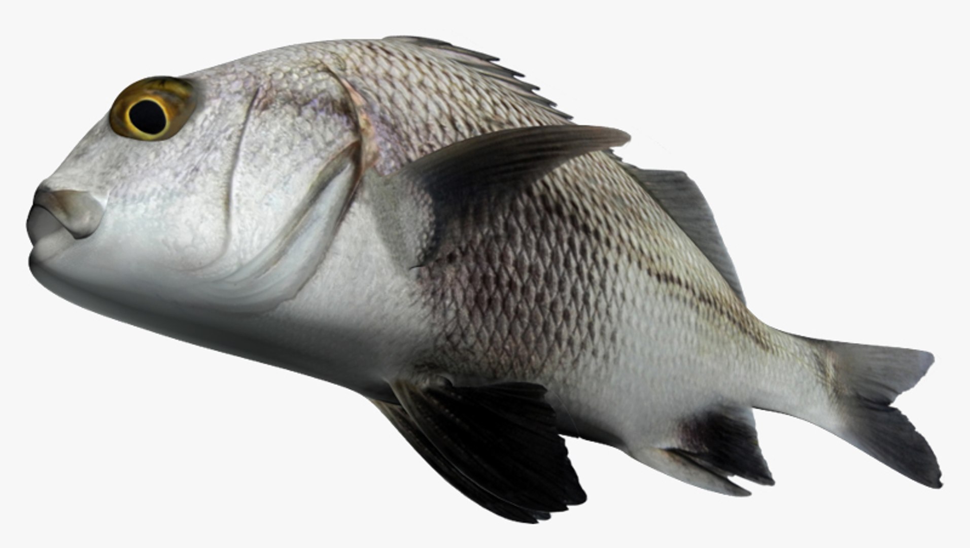 Saltwater Fish Collection 11 Model - TurboSquid 1834047