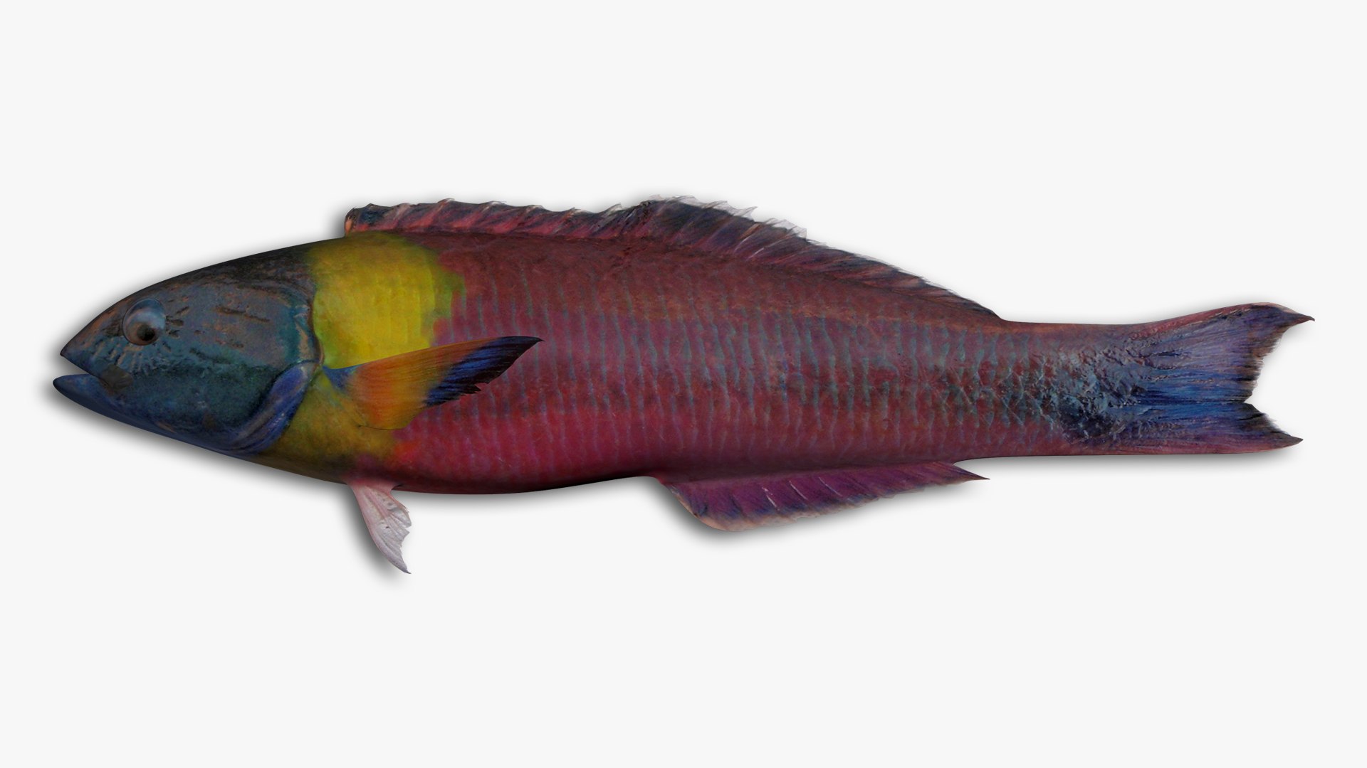 Saltwater Fish Collection 11 Model - TurboSquid 1834047