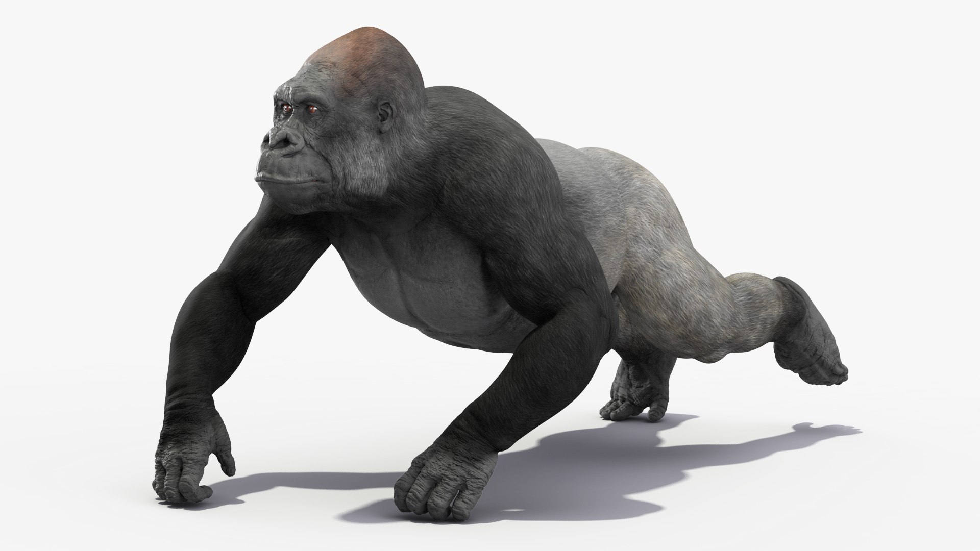 Gorilla Animated Rigged Model - TurboSquid 2293304