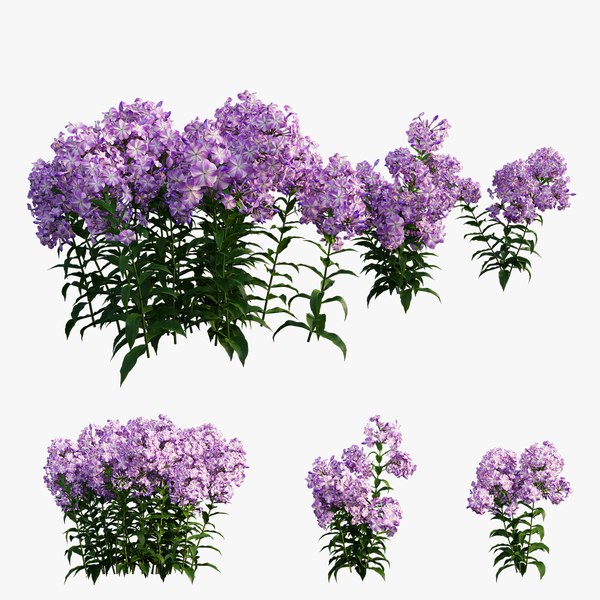 Phlox paniculata chama roxa 02 Modelo 3D - TurboSquid 1551232