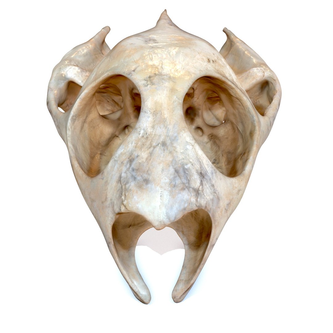 Turtle Skull Obj