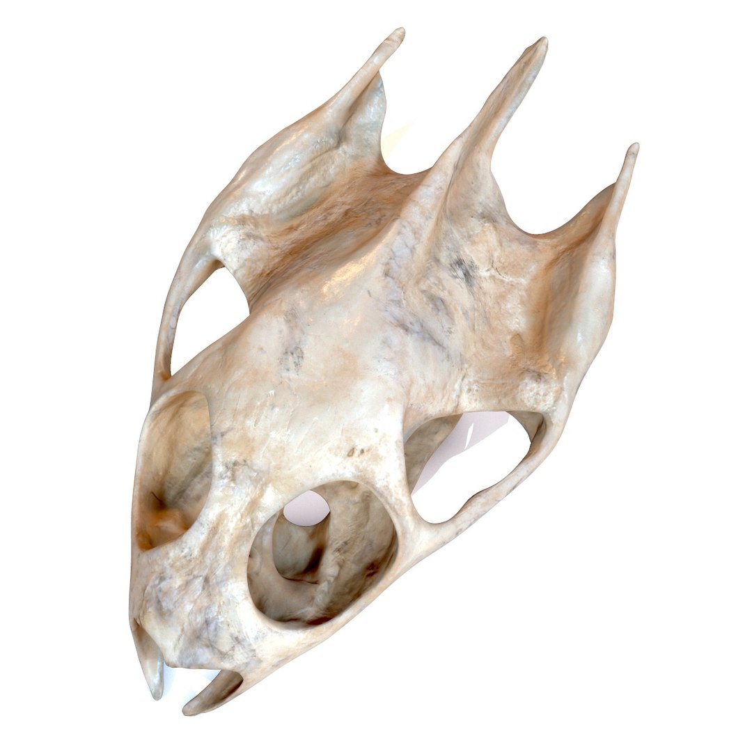 turtle skull obj