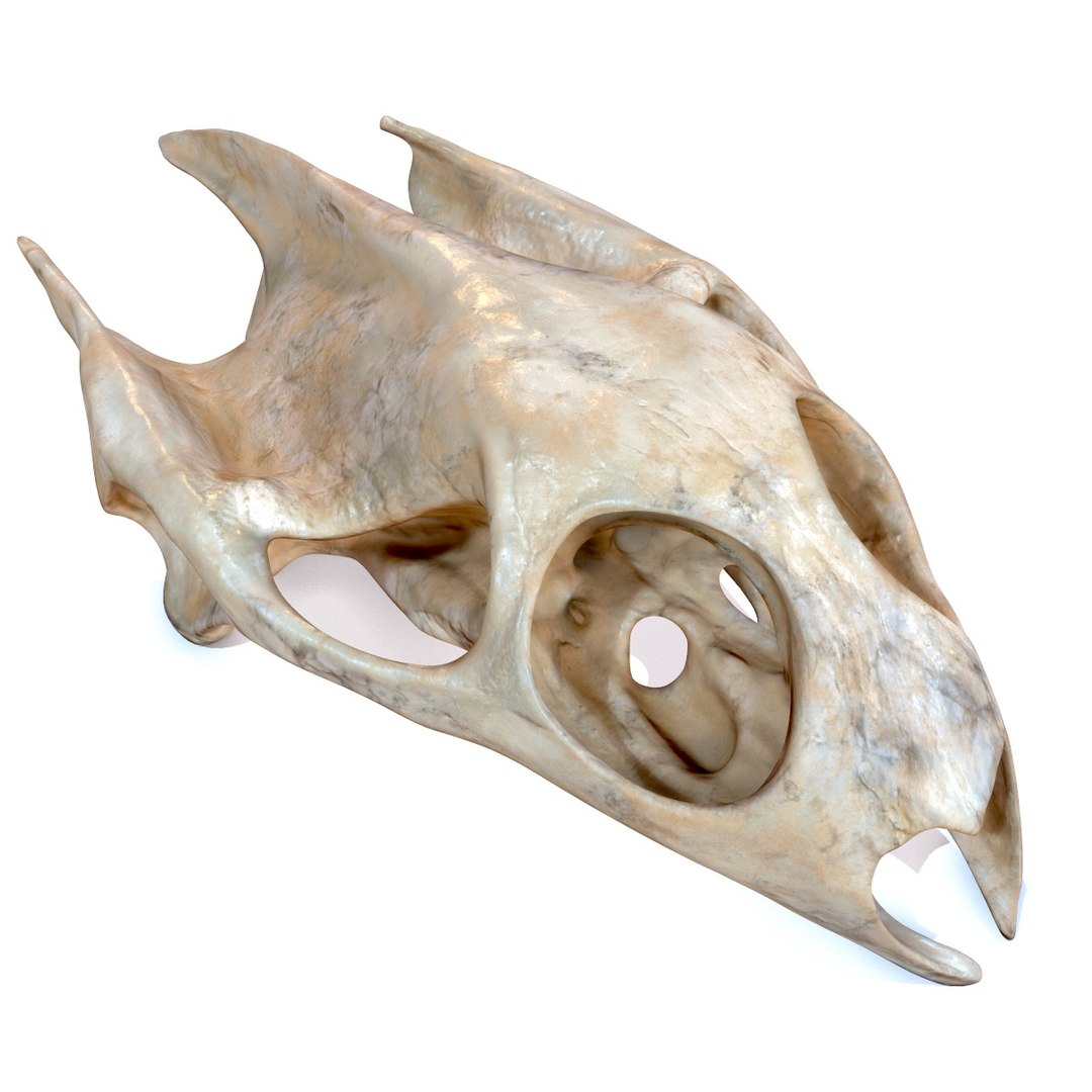 turtle skull obj