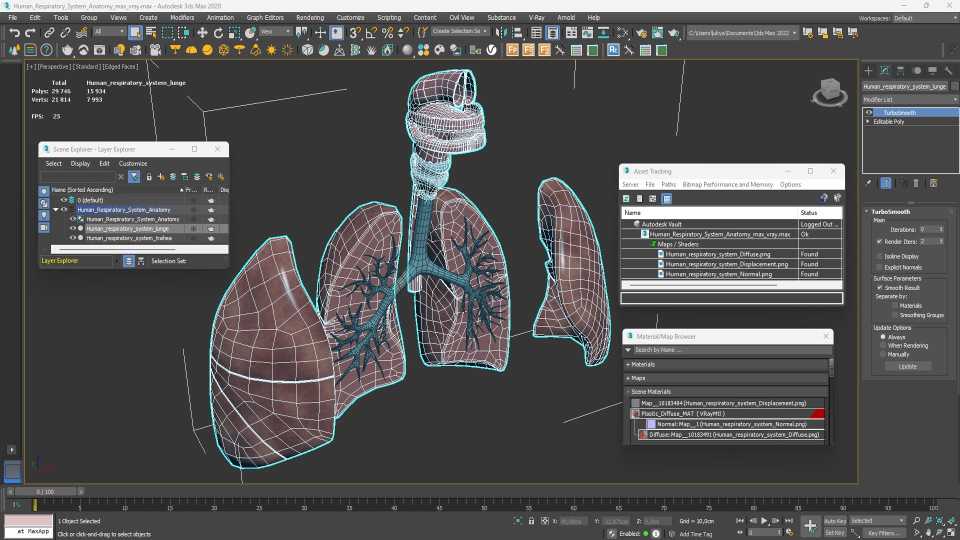 Human Respiratory System Anatomy 3D Model - TurboSquid 2387446