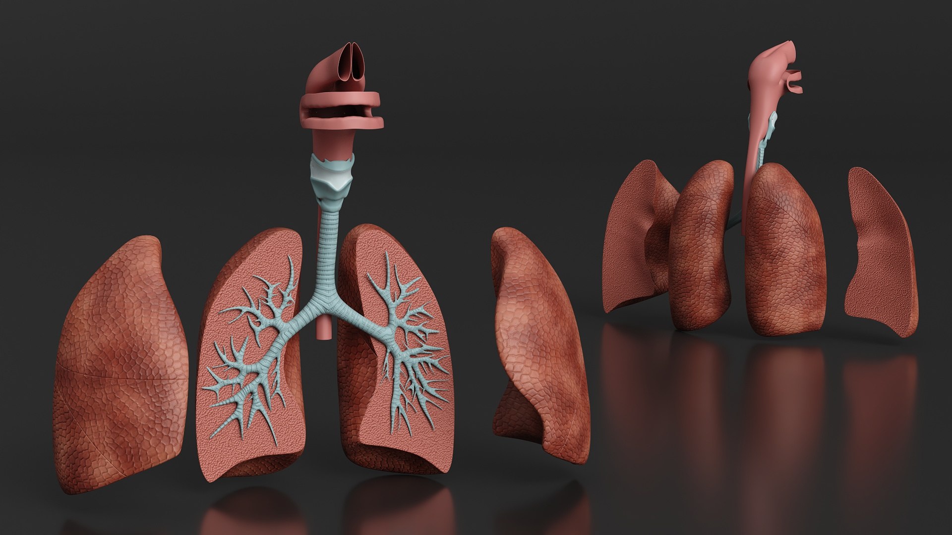 Human Respiratory System Anatomy 3D Model - TurboSquid 2387446