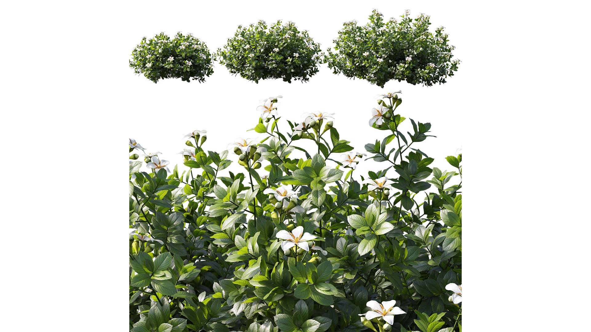 Gardenia Augusta Model - TurboSquid 1791233