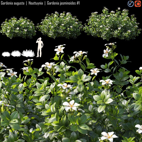 modelo 3d Gardenia augusta - TurboSquid 1791233
