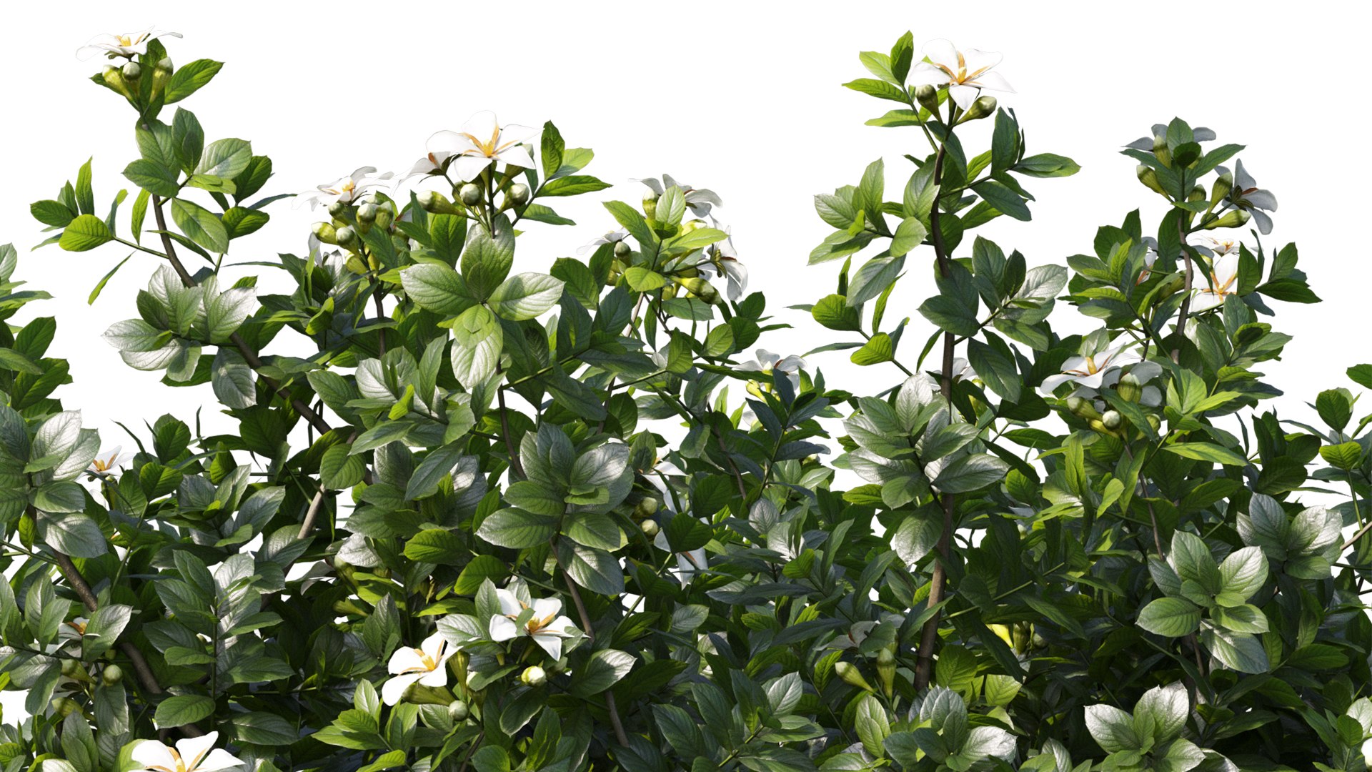 Gardenia augusta model - TurboSquid 1791233