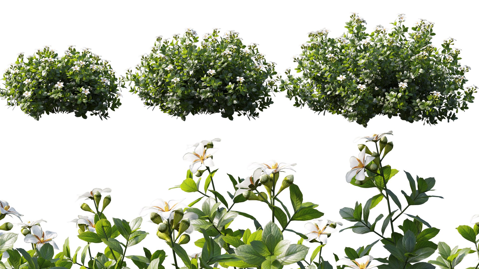 Gardenia Augusta Model - TurboSquid 1791233