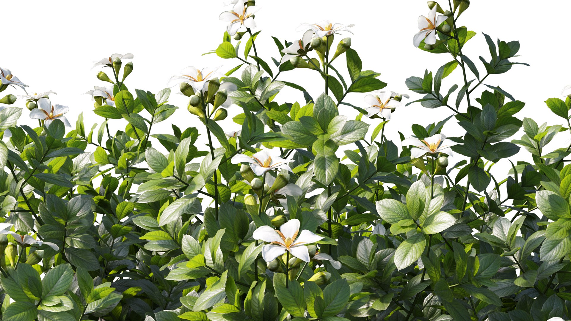 Gardenia Augusta Model - TurboSquid 1791233