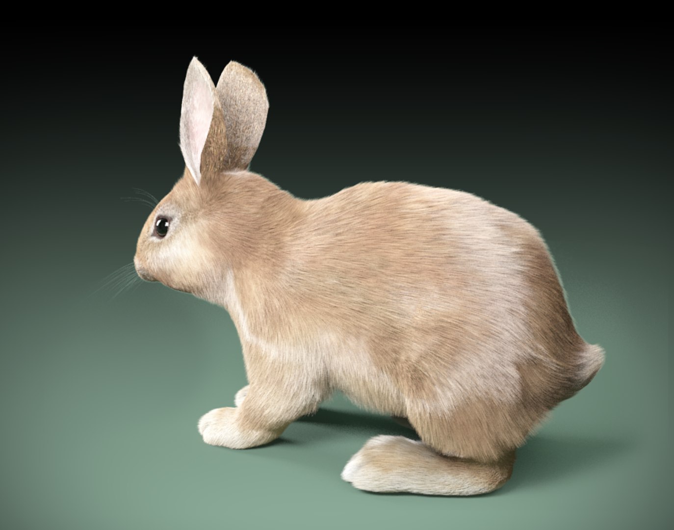 Cartoon Rabbit 3d Model