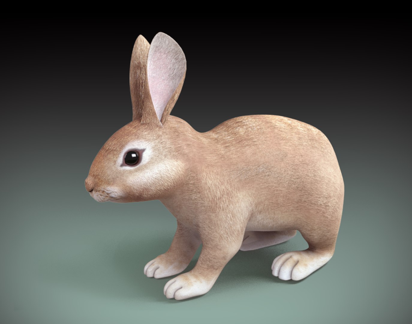 Cartoon Rabbit 3d Model