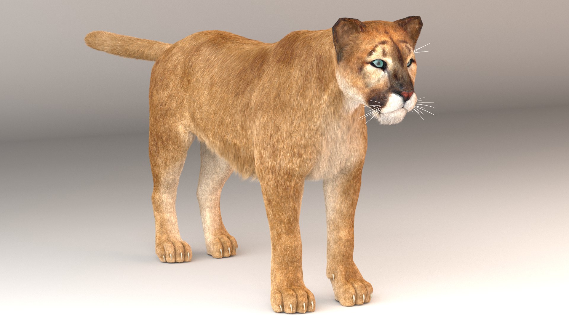 3D Vary Fur Puma - TurboSquid 1438142